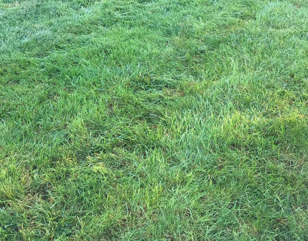 Fall Fertilizing and Aeration with Over-Seeding - Green Giant Home ...