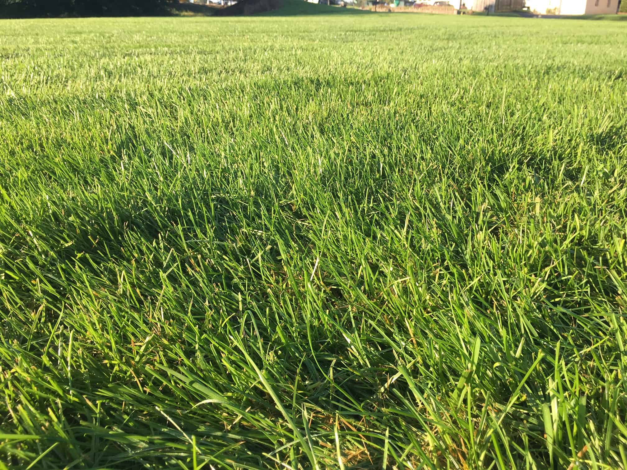 Fall Fertilizing and Aeration with Over-Seeding - Green Giant Home ...