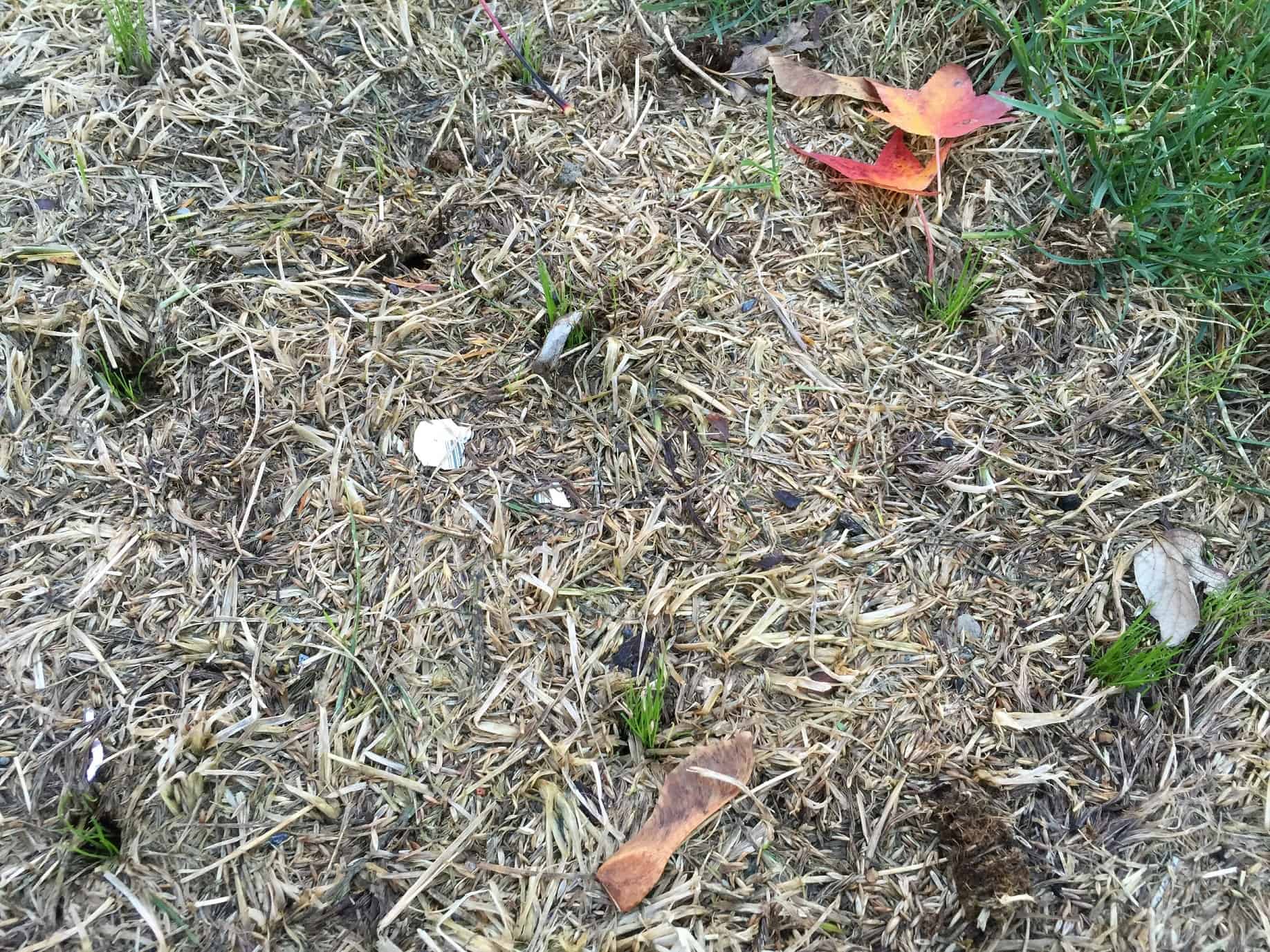 Fall Fertilizing and Aeration with Over-Seeding - Green Giant Home ...