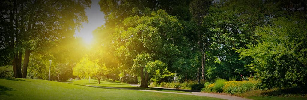 Today's Tree Care Visit - Green Giant Lawn & Tree Care