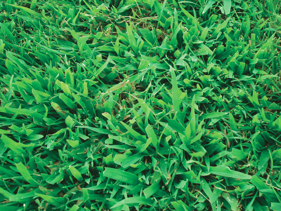 Why Do I Have Crabgrass Along The Edges Of My Lawn Green Giant Home And Commercial