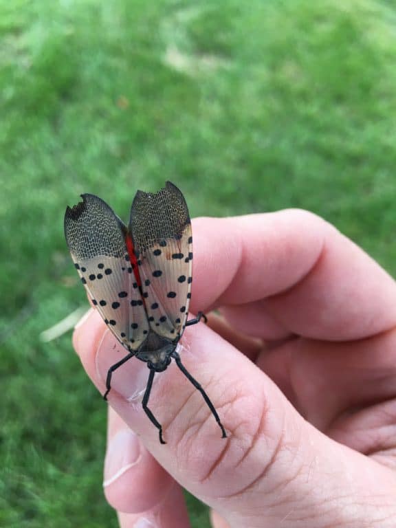 How to Treat for the Spotted Lanternfly - Green Giant Home & Commercial