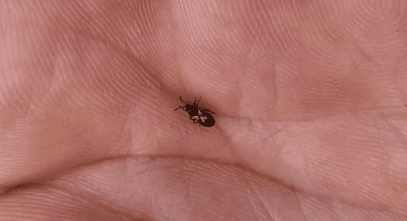 Surface Insect Control - Green Giant Home & Commercial