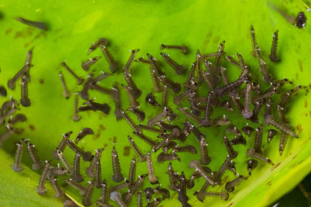 How Do I Get Rid of Mosquitoes in My Yard? - Green Giant Home & Commercial