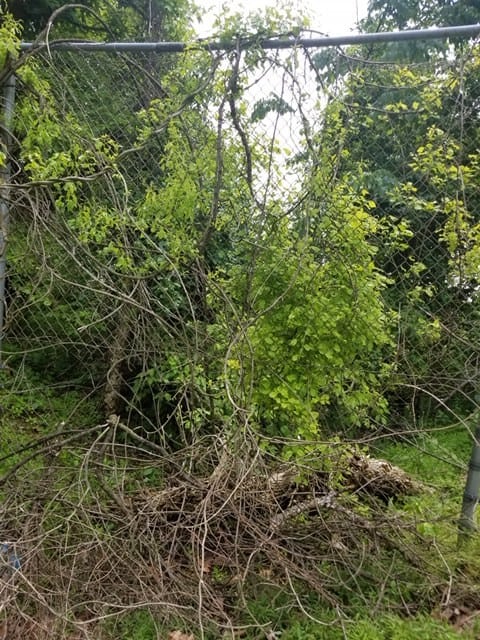 How to Keep Weeds & Grass Off a Chain Link Fence - Green Giant Home ...