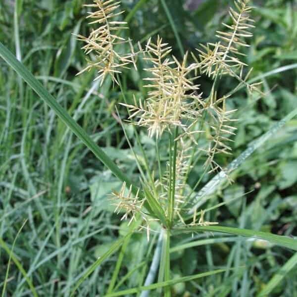 Weed Control & Treatment in Reading, Allentown, & Fleetwood, PA