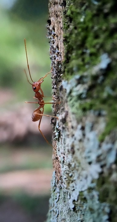 What are the Signs of Carpenter Ants in Your House - Green Giant Home ...
