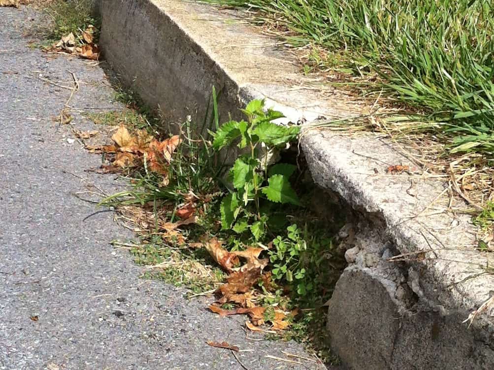 Roadside & Highway Vegetation Management | Green Giant Services