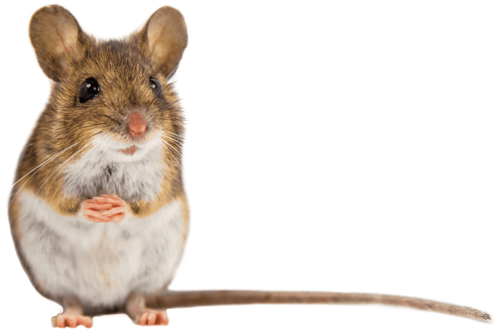 How to Get Rid of Mice in Your House: The Complete Guide - Green Giant ...
