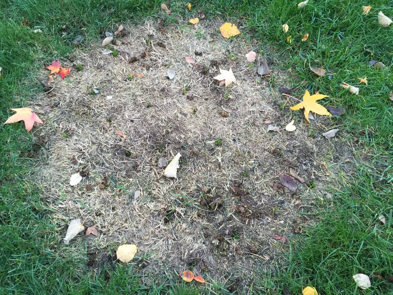Fall Fertilizing and Aeration with Over-Seeding - Green Giant Home ...