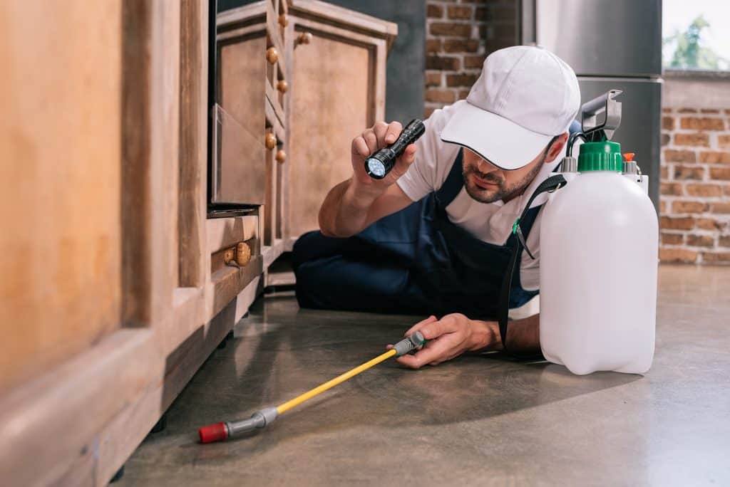 Home Pest Control Services in Reading, Allentown, & Fleetwood, PA